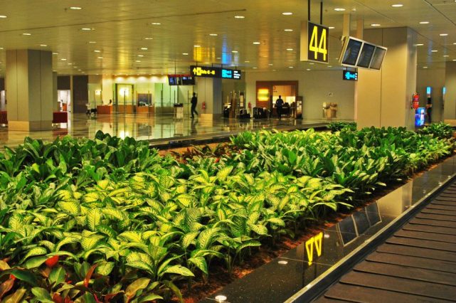 Changi Airport Terminal 3 Internal Landscape - LEPL